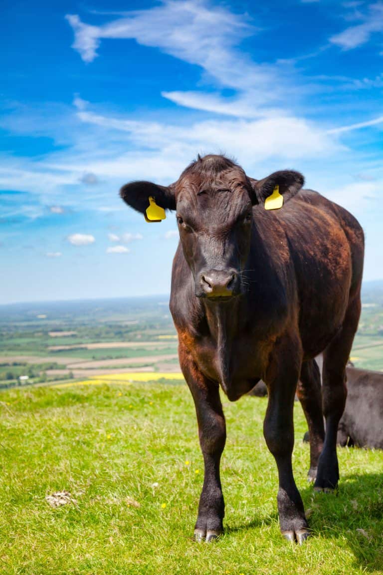 USDA Prime Vs Angus Beef: Which One Should You Choose?