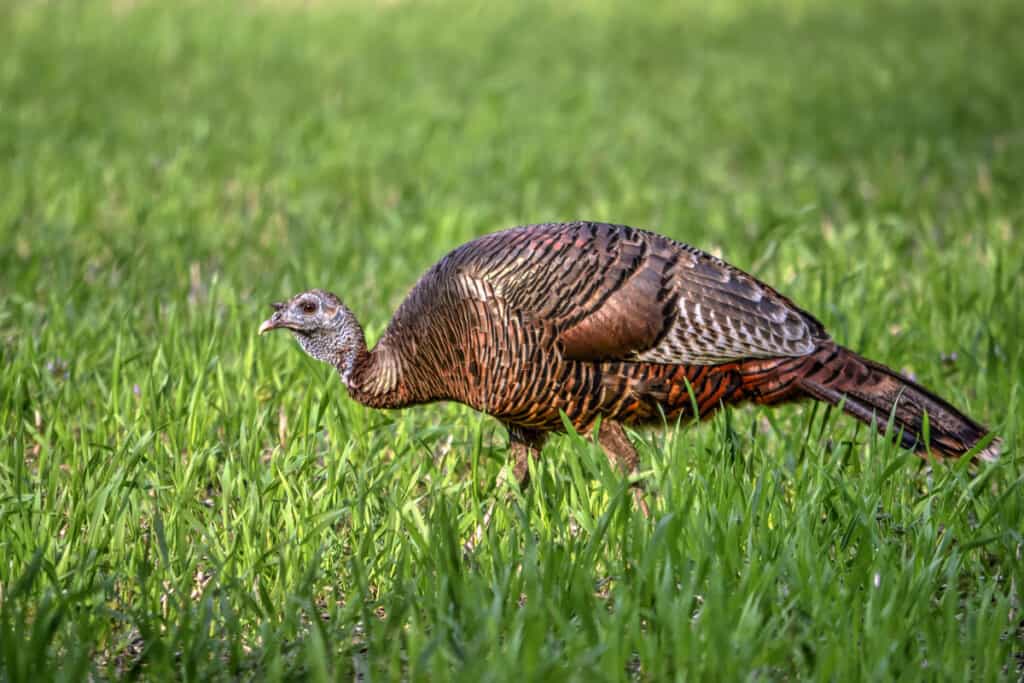 Average Turkey Weight: What To Expect When You're Shopping