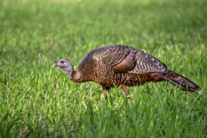 Average Turkey Weight: What To Expect When You're Shopping