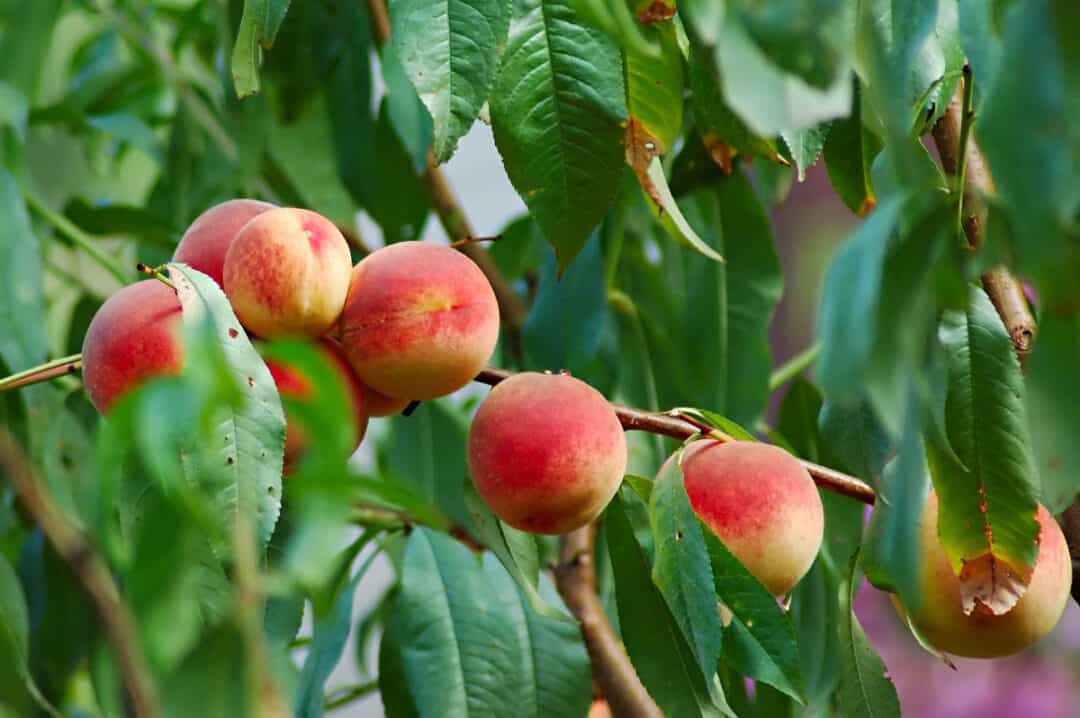 Peach Wood For Smoking: How To Create The Perfect Smoke