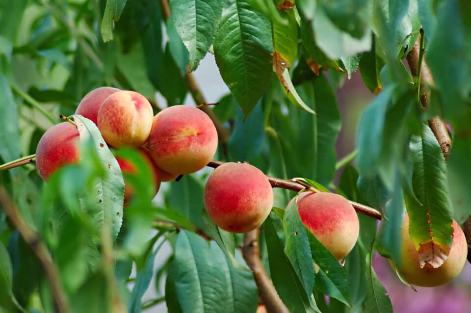 Peach Wood For Smoking: How To Create The Perfect Smoke