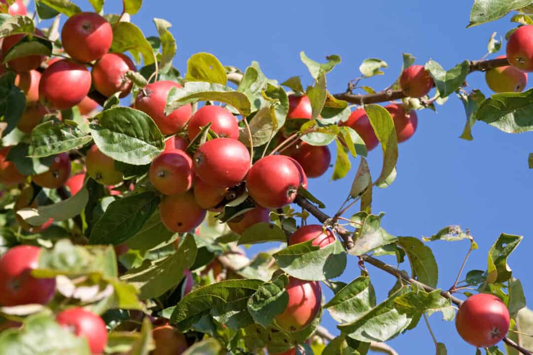 Cherry Vs Apple Wood: What These Woods Have To Offer